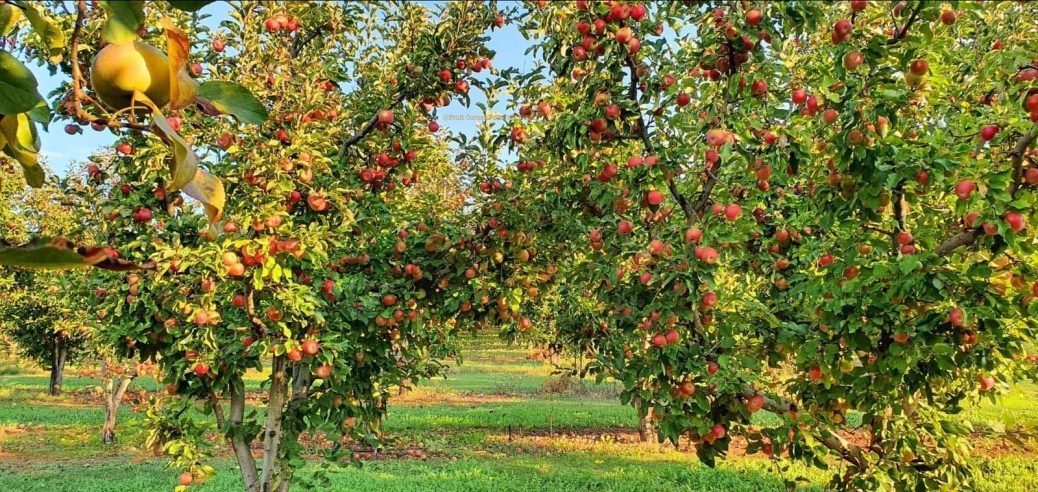 Where to go Fruit Picking in Perth - Seniors / Over 55's Guide to Perth