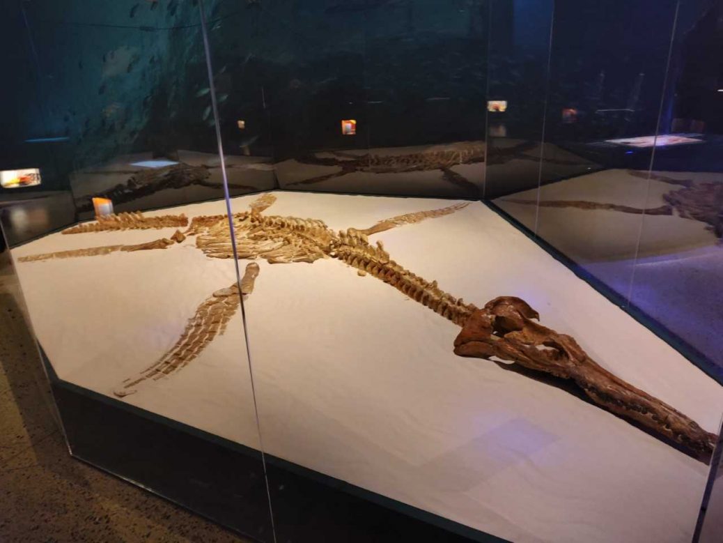 Sea Monsters: Prehistoric Ocean Predators Exhibition - Seniors / Over ...